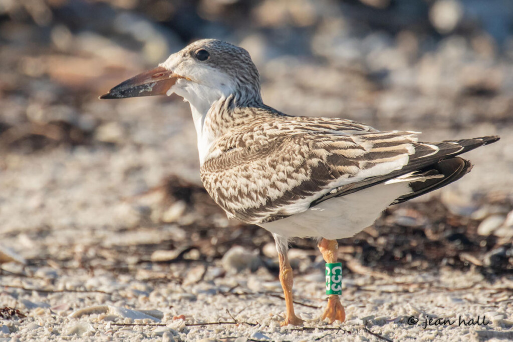 Bird Bling: How Banding Birds Helps Conservation – Henry L. Ferguson Museum