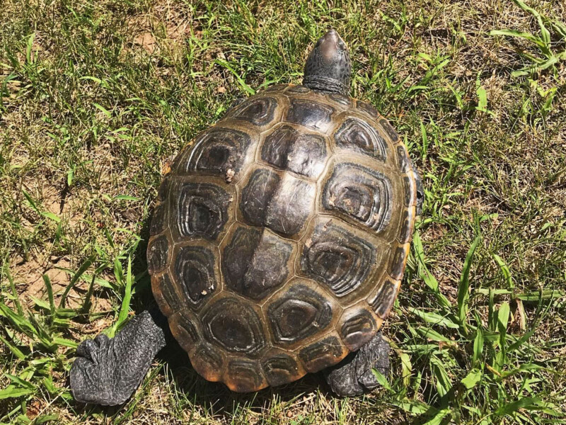 Turtles – Henry L. Ferguson Museum