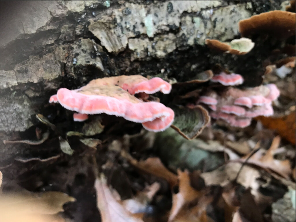 FUNGI – Henry L. Ferguson Museum