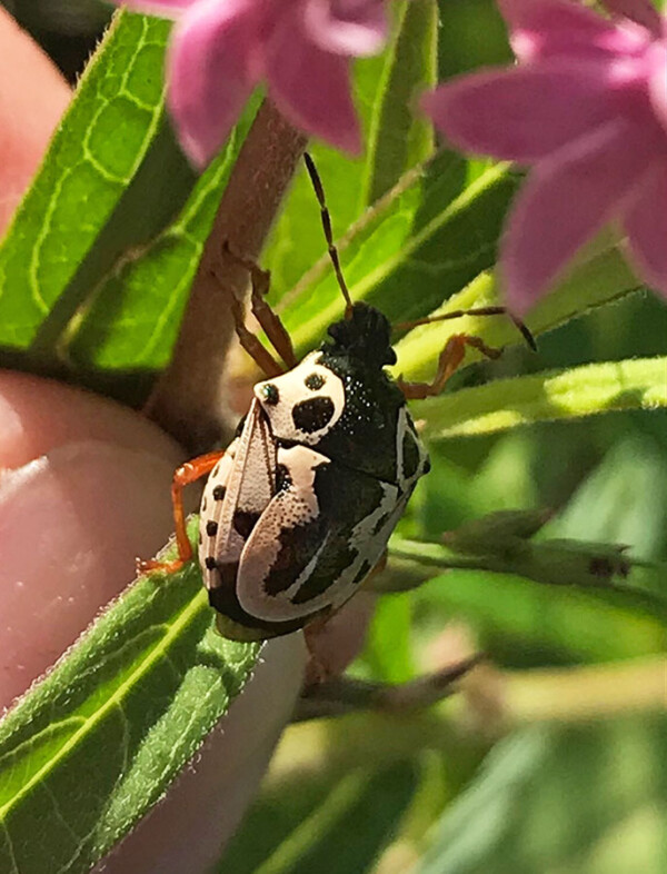 HEMIPTERA True Bugs – Henry L. Ferguson Museum