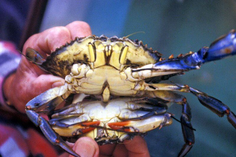 Nature Notes: The Common Crabs of West Harbor – Henry L. Ferguson Museum