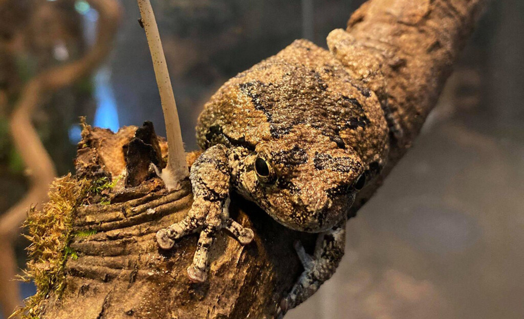 Critter Camouflage – Henry L. Ferguson Museum