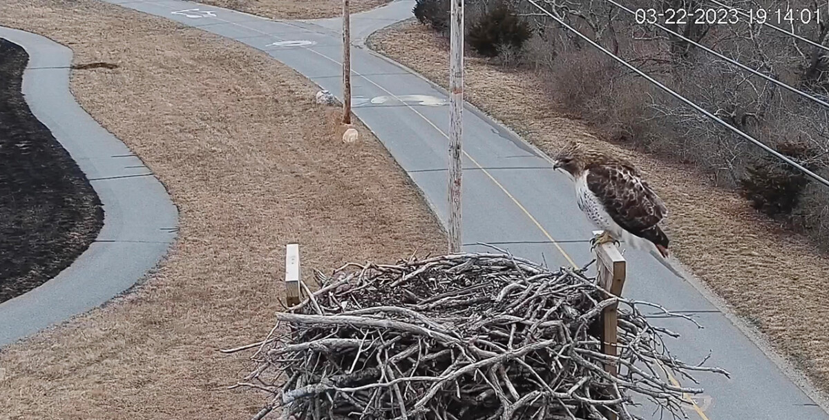 Red-tailed Hawk visits Middle Farms After Controlled Burn – Henry L ...