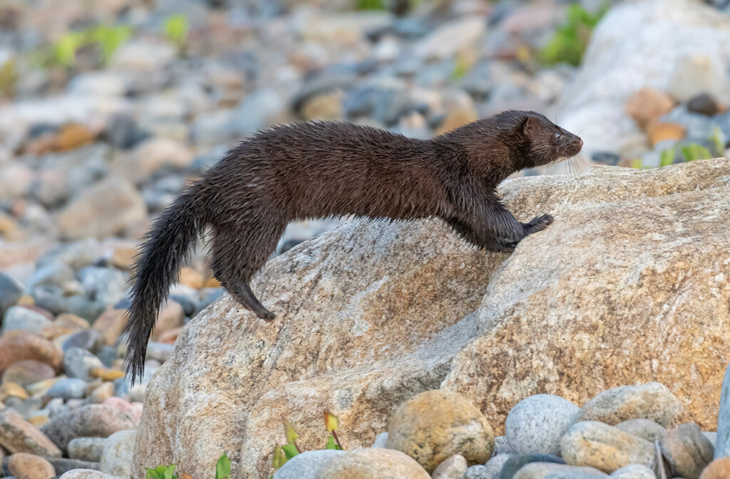 Mustelids – Henry L. Ferguson Museum